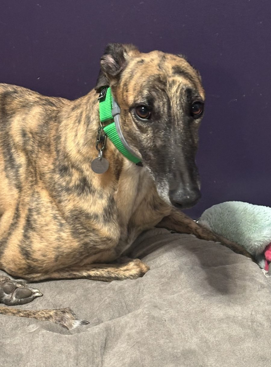 Philip PN - Helping Hounds. Fulfilling Dreams