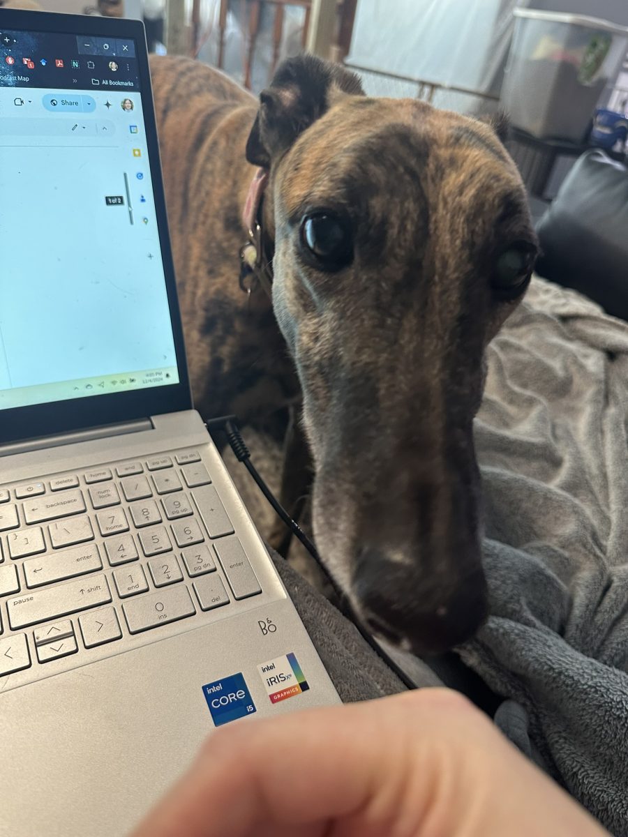 Philip PN - Helping Hounds. Fulfilling Dreams