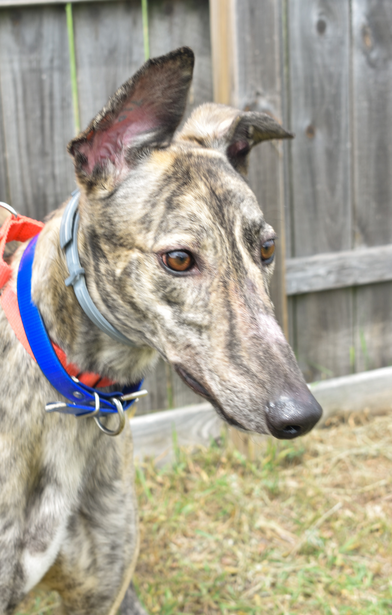 O Ya Joe Kerr - Helping Hounds. Fulfilling Dreams