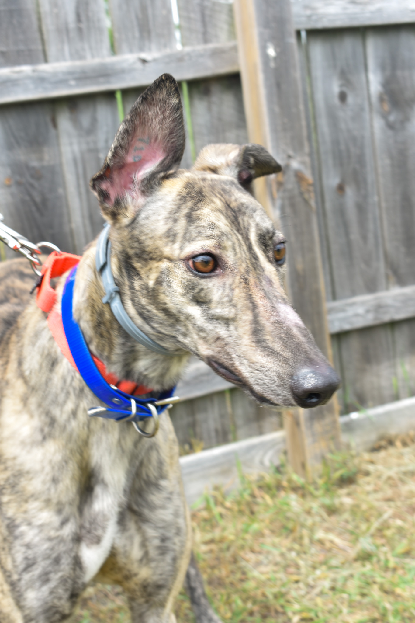 O Ya Joe Kerr - Helping Hounds. Fulfilling Dreams