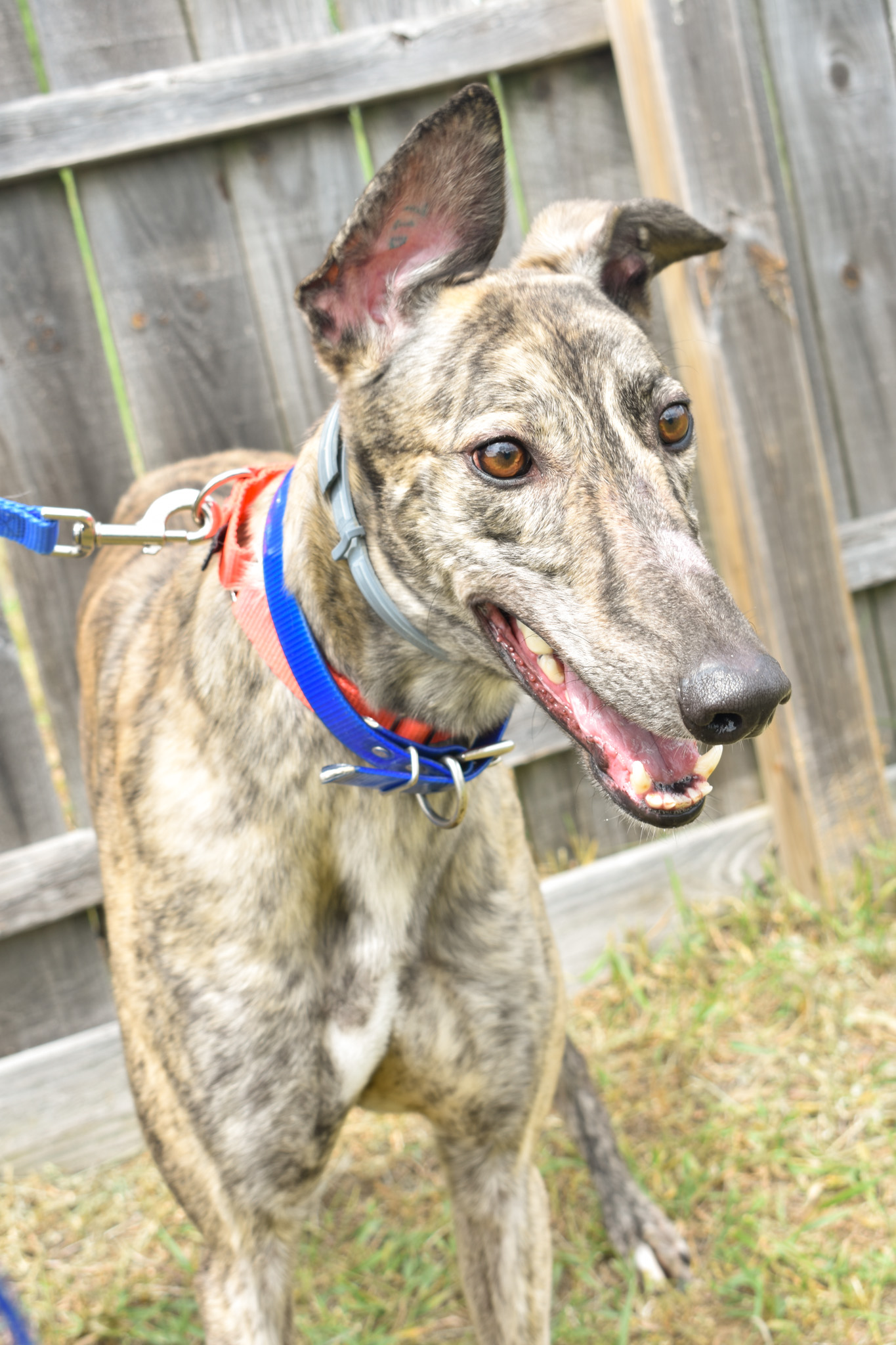 O Ya Joe Kerr - Helping Hounds. Fulfilling Dreams