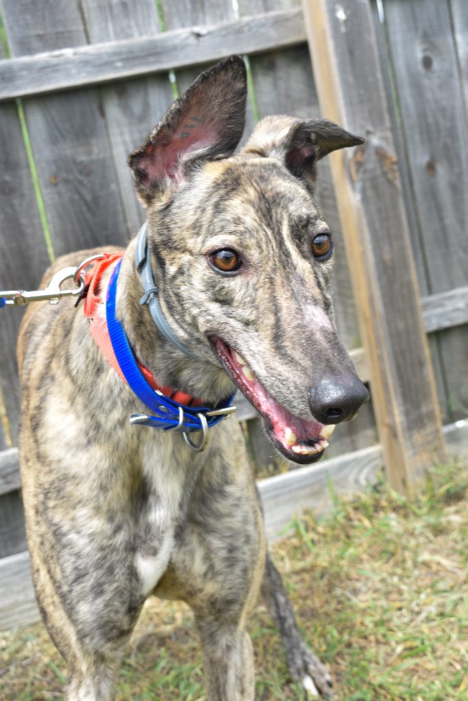 O Ya Joe Kerr - Helping Hounds. Fulfilling Dreams